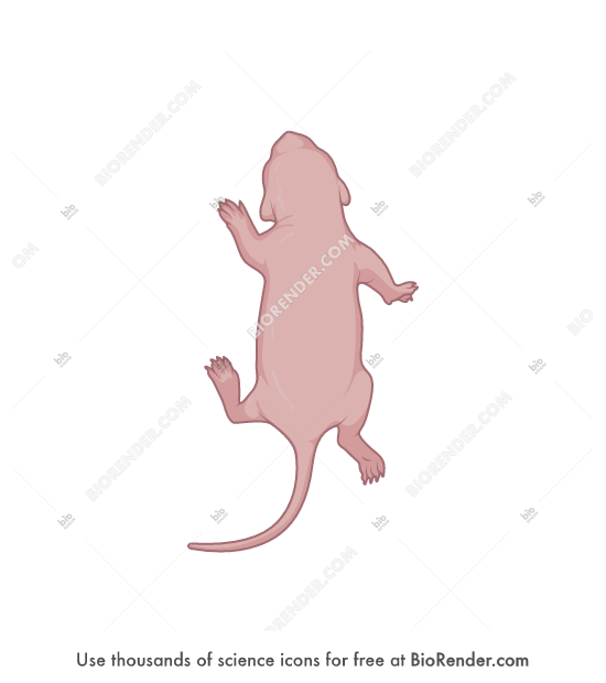 Free Mouse pup (dorsal, turning) Icons, Symbols & Images | BioRender