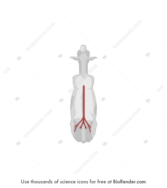 Free Cow (dorsal, with aorta) Icons, Symbols & Images | BioRender