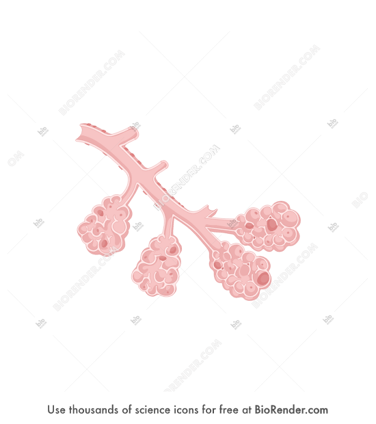 Free Respiratory tree (cross-section 2) Icons, Symbols & Images | BioRender