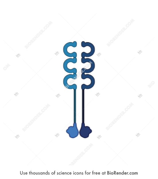 Free IL-1 complex Icons, Symbols & Images | BioRender