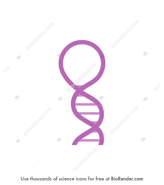 Free RNA (stem loop, helical) Icons, Symbols & Images | BioRender