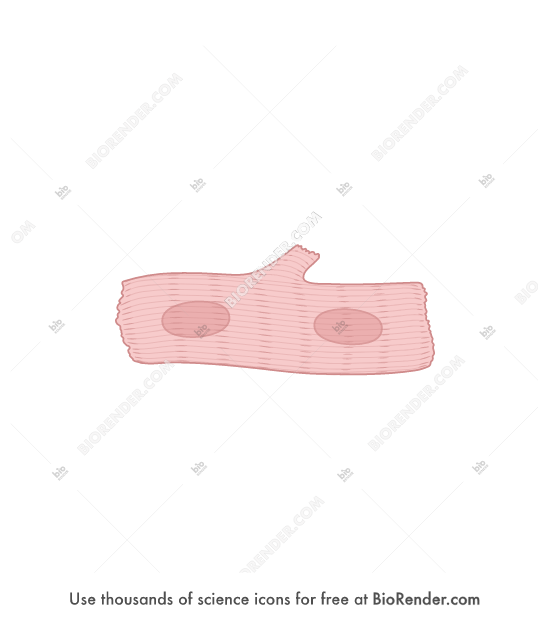 Free Cardiomyocyte (binucleated, branch) Icons, Symbols & Images ...