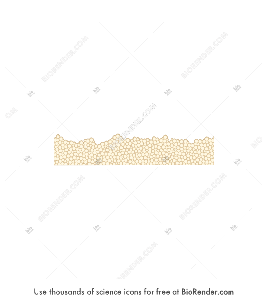 Free Adipose tissue (large) Icons, Symbols & Images | BioRender