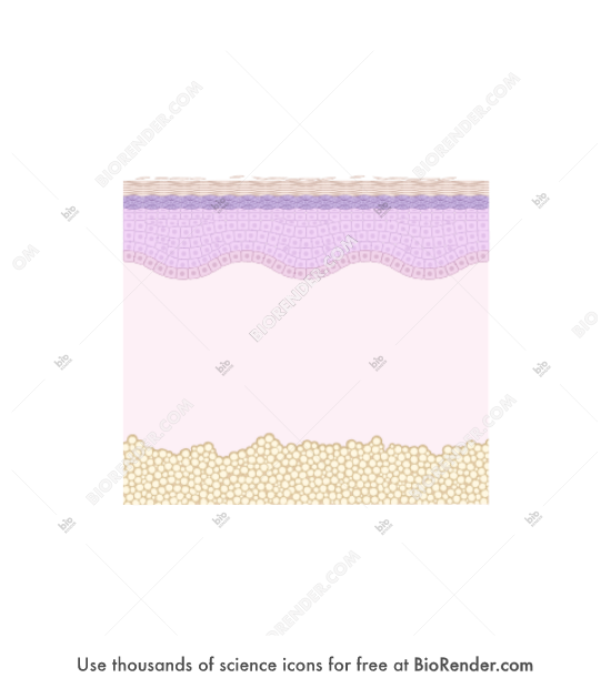 Free Skin epithelium (with cells) Icons, Symbols & Images | BioRender