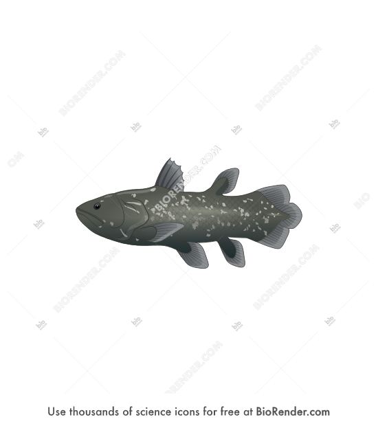 Free Coelacanth Icons, Symbols & Images | BioRender