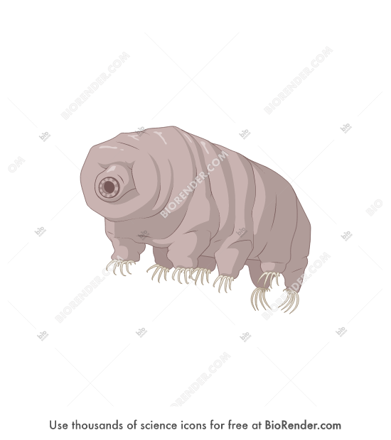 Free Tardigrade Icons, Symbols & Images | BioRender