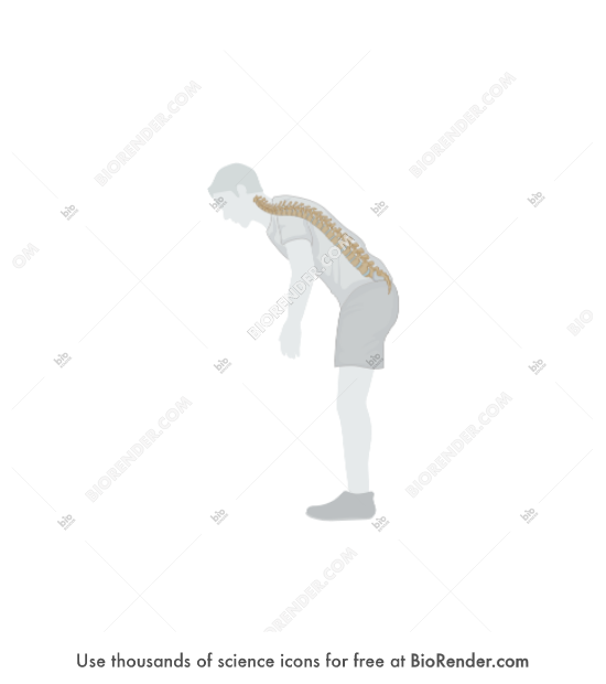 Free Person bending (male, with spine) Icons, Symbols & Images | BioRender