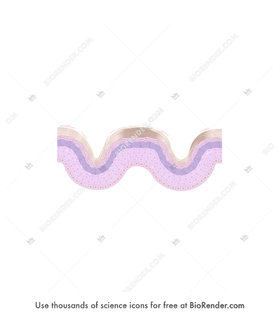 Free Epidermis (aged) Icons, Symbols & Images | BioRender