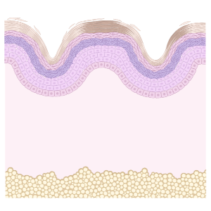 Free Skin (scar) Icons, Symbols & Images | BioRender