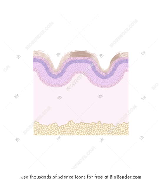 Free Skin epithelium (aged, with cells) Icons, Symbols & Images | BioRender