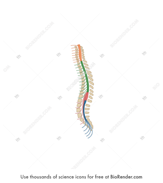Free Spinal cord (lateral, with vertebrae) Icons, Symbols & Images ...