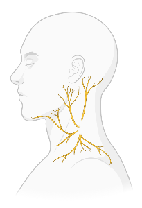 Free Optic chiasm (tracts) Icons, Symbols & Images | BioRender