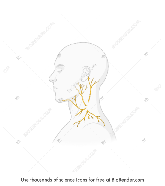 Free Cervical nerves (male) Icons, Symbols & Images | BioRender