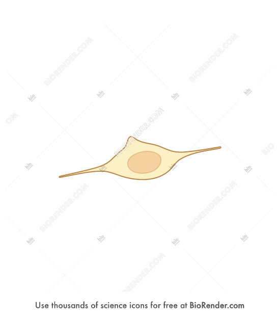 Free Neural progenitor cell 2 Icons, Symbols & Images | BioRender