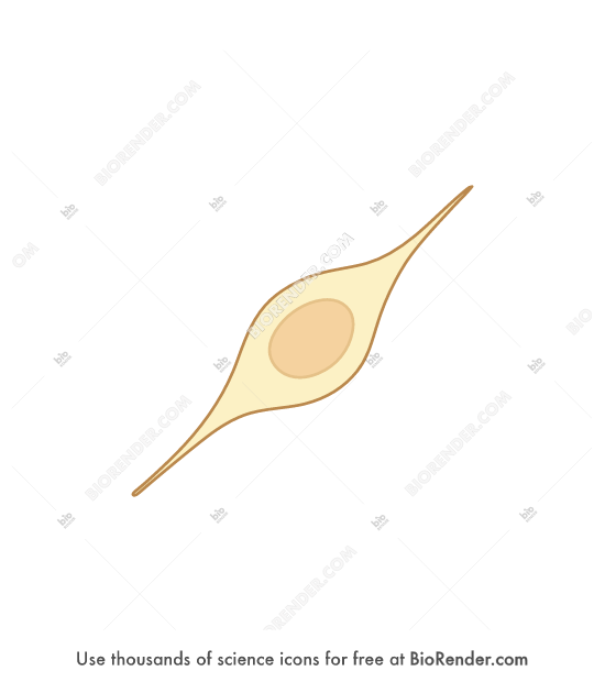 Free Neural progenitor cell 1 Icons, Symbols & Images | BioRender