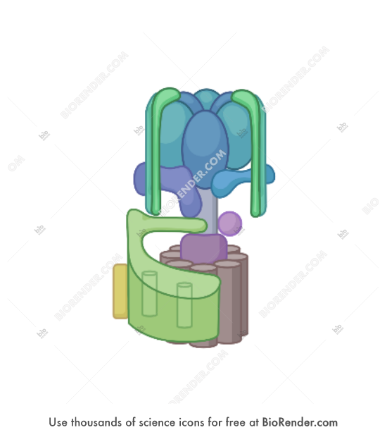 Free ATP synthase (V-ATP) Icons, Symbols & Images | BioRender