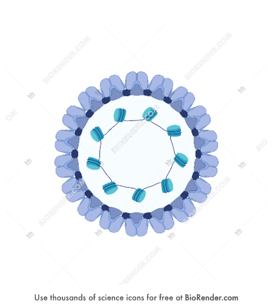 Free Polyomavirus (cross-section) Icons, Symbols & Images | BioRender