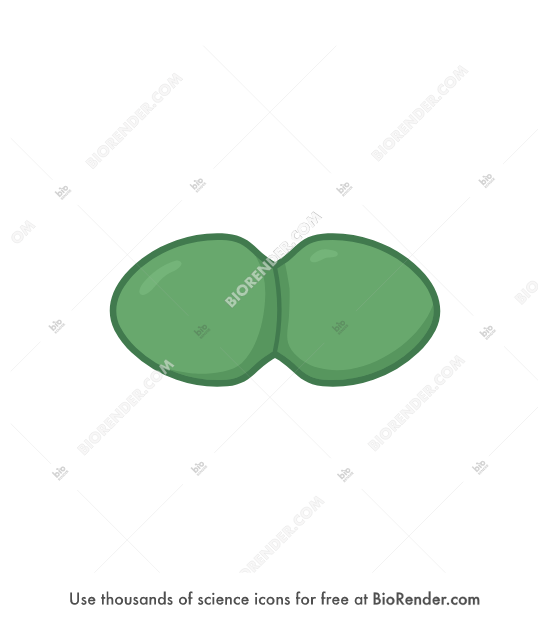 Free Enterococcus faecalis Icons, Symbols & Images | BioRender