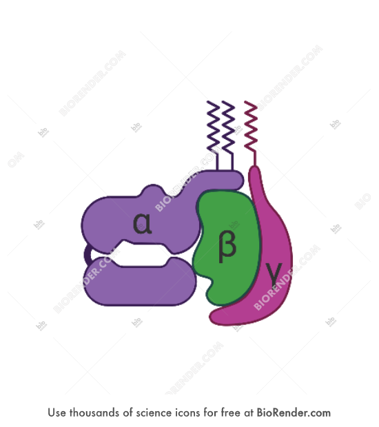Free G protein (heterotrimeric) Icons, Symbols & Images | BioRender