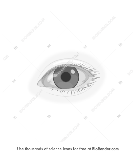 Free Eye (frontal) Icons, Symbols & Images | BioRender