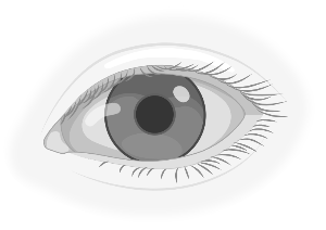 Free Optic chiasm (tracts) Icons, Symbols & Images | BioRender