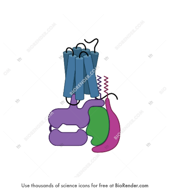 Free GPCR (folded) with G protein Icons, Symbols & Images | BioRender