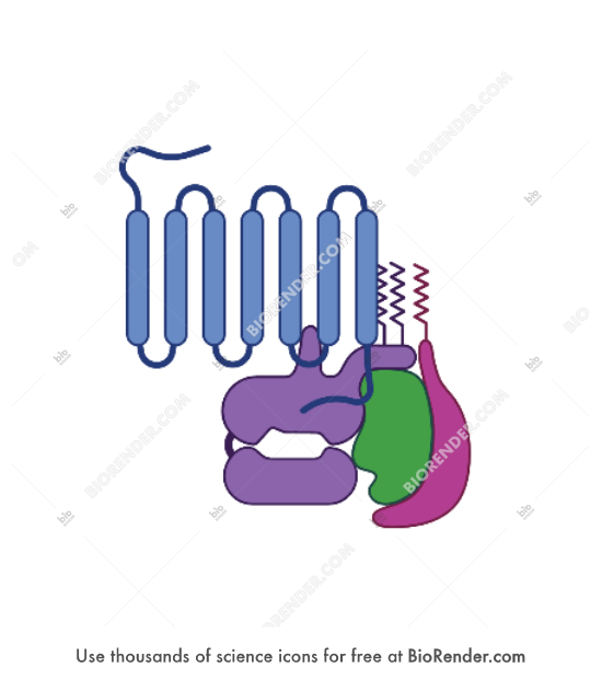 Free Gpcr With G Protein Icons Symbols And Images Biorender