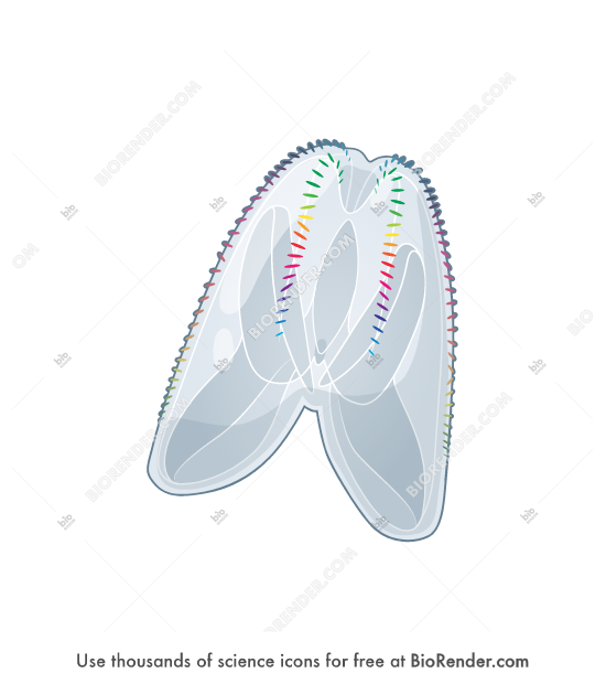 Free Comb jelly (Bolinopsis Mikado) Icons, Symbols & Images | BioRender