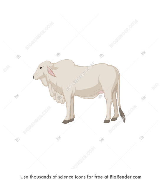 Free Cow (bos indicus) Icons, Symbols & Images | BioRender