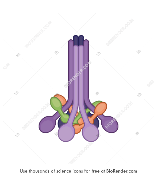 Free C1 complex (with C1s and C1r) Icons, Symbols & Images | BioRender