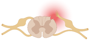 Free Optic chiasm (tracts) Icons, Symbols & Images | BioRender