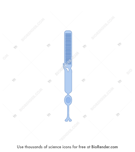 Free Rod photoreceptor Icons, Symbols & Images | BioRender