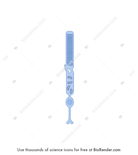 Free Rod photoreceptor (with mitochondria) Icons, Symbols & Images ...