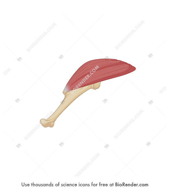 Free Mouse deltoid on humerus (anterior) Icons, Symbols & Images ...