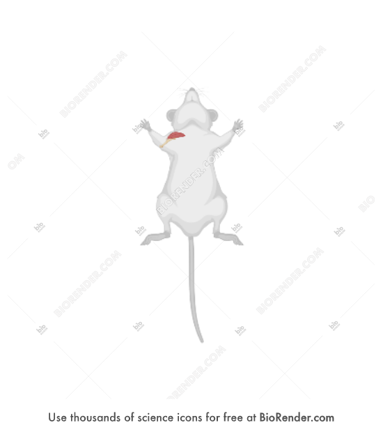 Free Mouse (supine, with humerus and deltoid) Icons, Symbols & Images ...