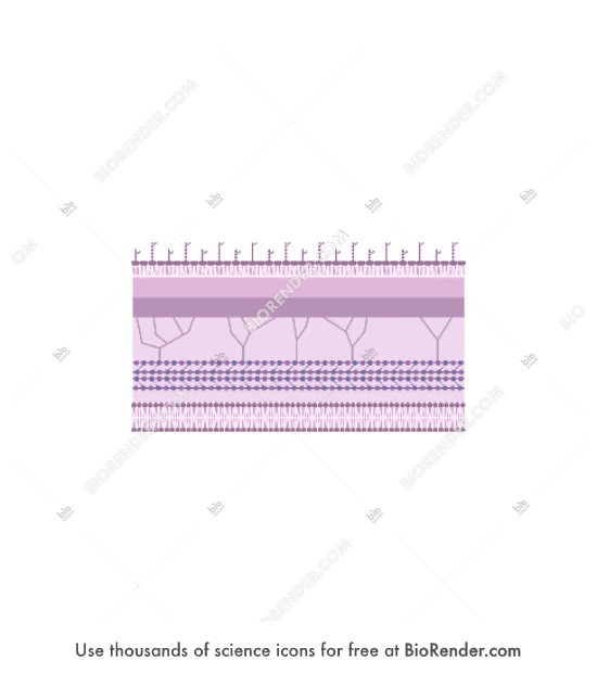 Free Mycobacterial membrane Icons, Symbols & Images | BioRender