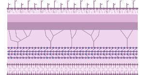 Free Lipid II in membrane Icons, Symbols & Images | BioRender