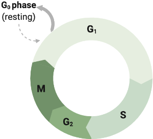 Free Meiosis (01. Interphase) Icons, Symbols & Images | BioRender