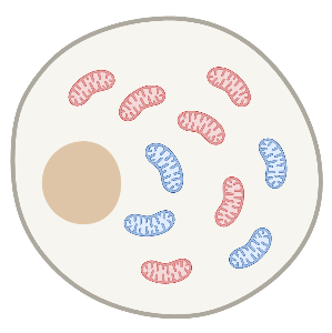 Free Mitochondria fission (with Drp1) Icons, Symbols & Images | BioRender