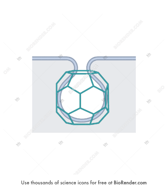 Free Clathrin-coated vesicle (hexagonal barrel) Icons, Symbols & Images ...