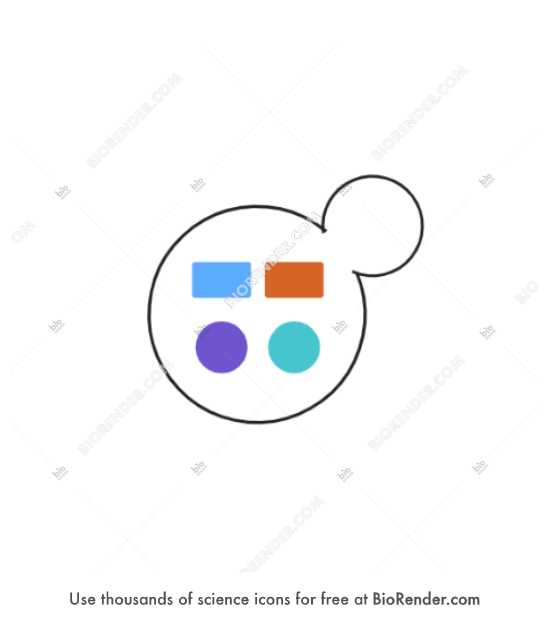 Free Yeast (haploid) Icons, Symbols & Images | BioRender