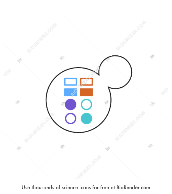 Free Yeast (diploid) Icons, Symbols & Images | BioRender