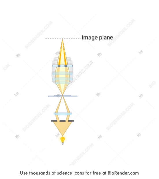 Free Light path (phase contrast microscope) Icons, Symbols & Images ...