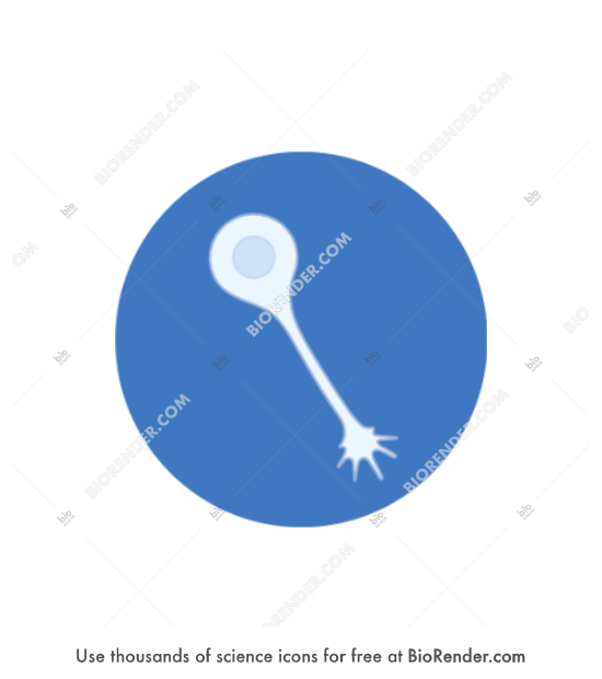Free Neuron icon (on circle) Icons, Symbols & Images | BioRender