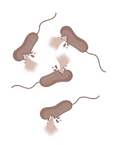 Free Diplobacillus Icons, Symbols & Images | BioRender