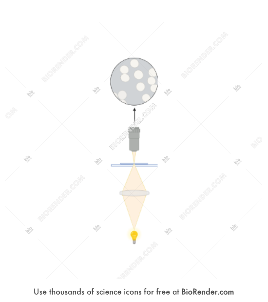 Free Light path (brightfield microscope) Icons, Symbols & Images ...