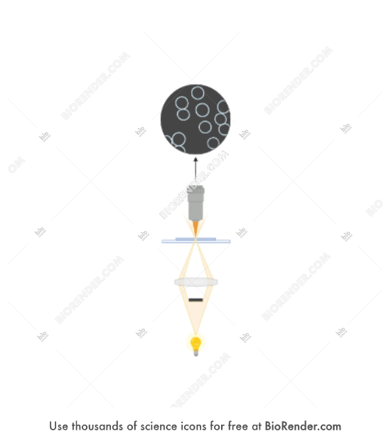 Free Light path (darkfield microscope) Icons, Symbols & Images | BioRender