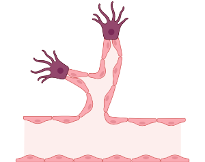 Free Arteries (angiogenesis) Icons, Symbols & Images | BioRender