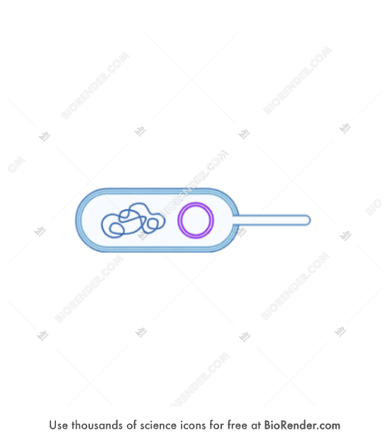 Free Bacteria (with pilus) Icons, Symbols & Images | BioRender