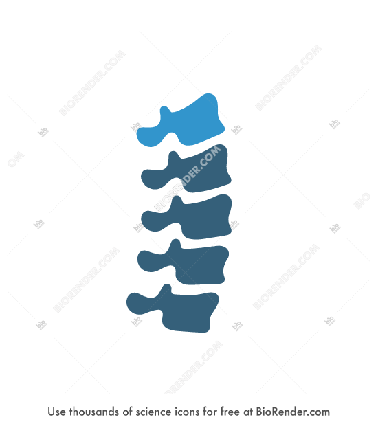 Free Spine Icons, Symbols & Images | BioRender